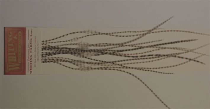 WHITING FARM HACKLES - SIZE18 - GRIZZLY buellistore